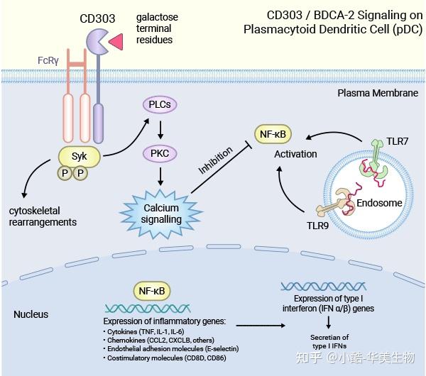 BDCA2/CLEC4C：一种新型浆细胞样树突状细胞pDC标记物，干扰素α/β强效抑制剂，阻断SLE红斑狼疮！ - 知乎