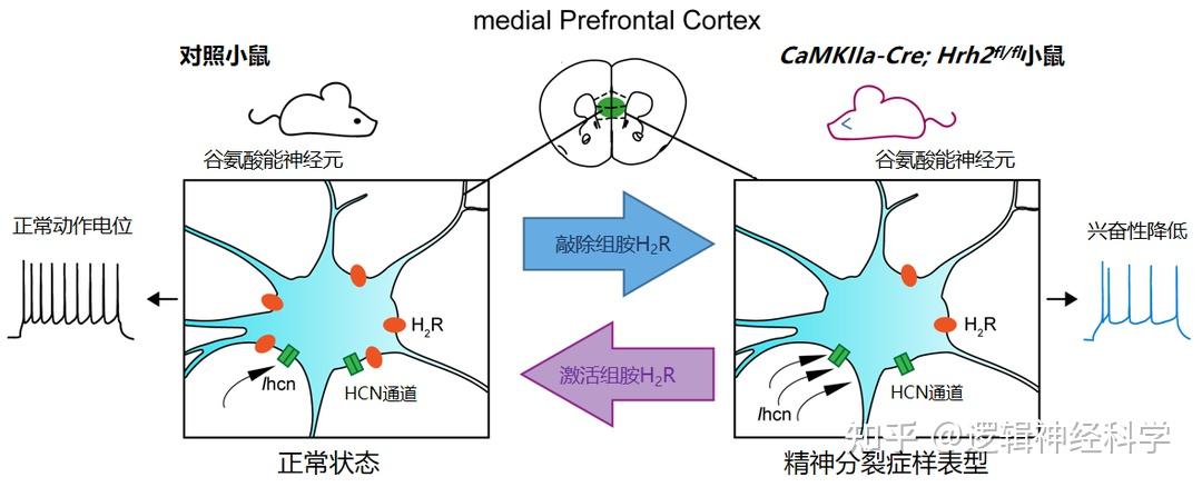 PNAS︱浙江大学胡薇薇/陈忠团队发现基于组胺H2受体的精神分裂症潜在药物靶标 - 知乎