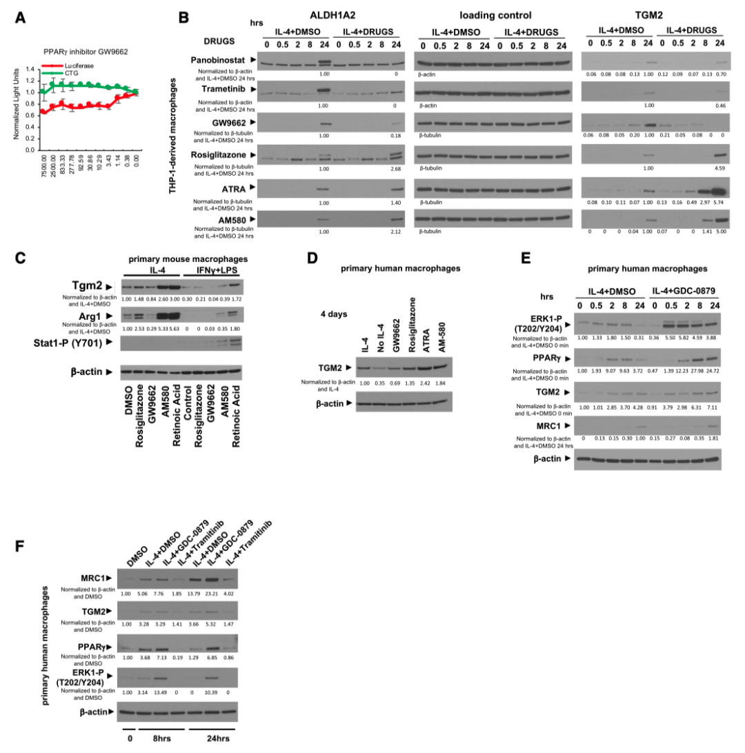Cell Reports丨巨噬细胞极化机制的全局特征和 M2 型极化抑制剂的鉴定 - 知乎