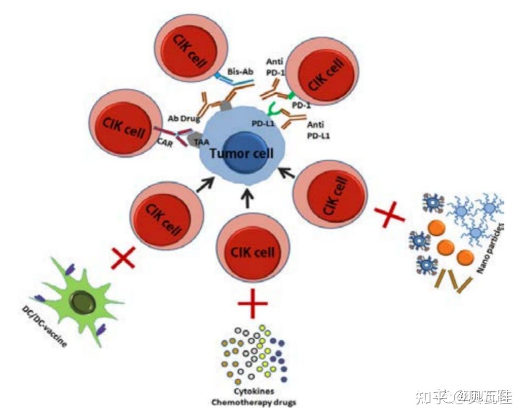 抗癌免疫细胞疗法的DC、CIK、NK、TIL、γδT...分别是什么？ 有何不同？ - 知乎