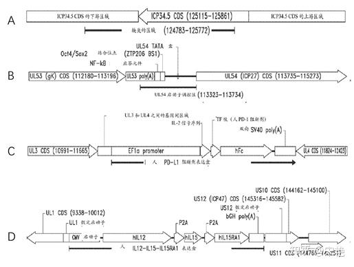 国内溶瘤病毒临床项目技术概况（下） - 知乎