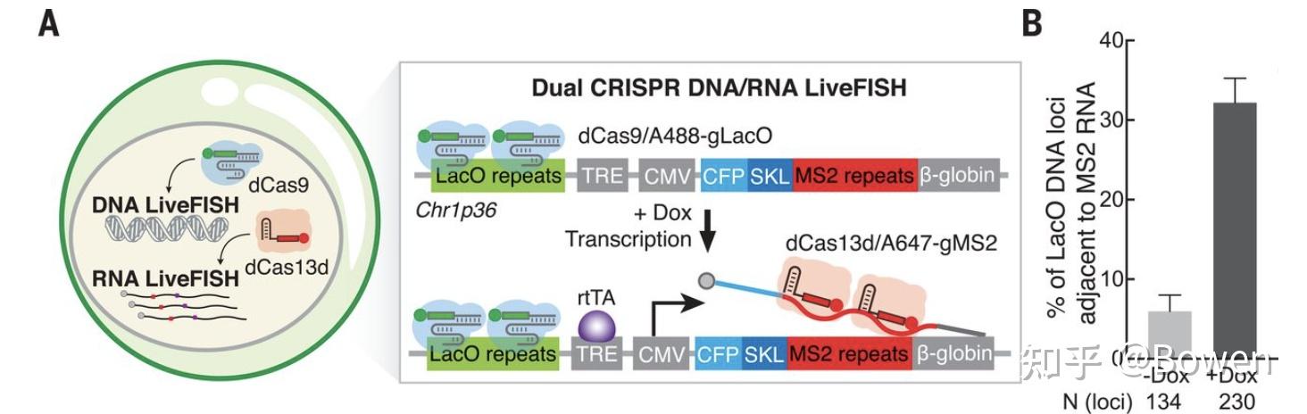 CRISPR-Cas13系统的分类、功能及应用 - 知乎
