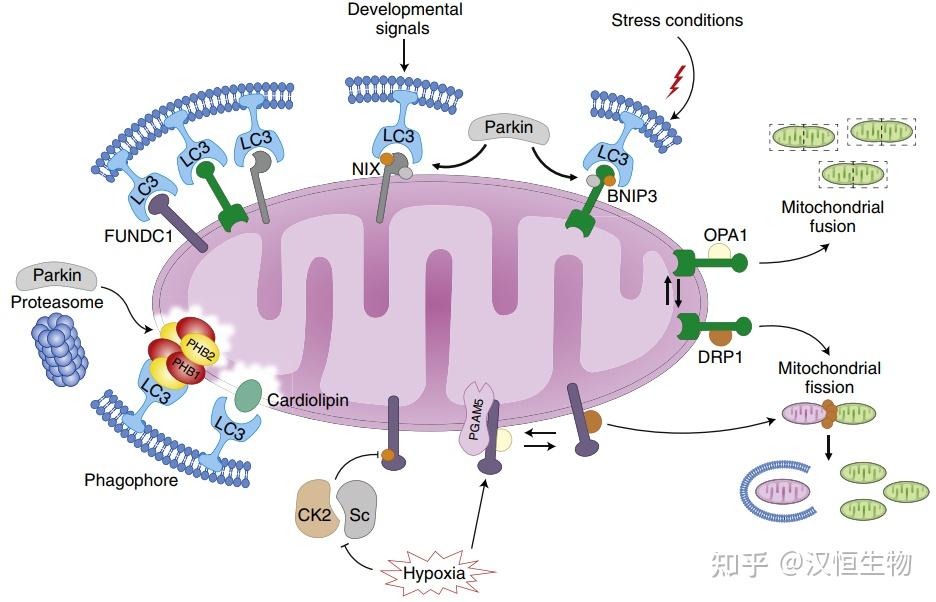 自噬干货分享系列之“线粒体自噬的研究策略” - 知乎