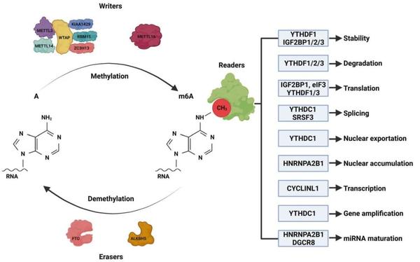 Nature子刊| 重磅综述！一文总结「m6A修饰非编码RNAs」在各类肿瘤中的调控机制及作用 - 知乎