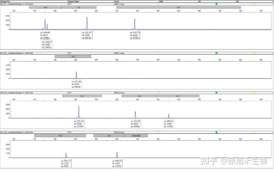 4T1细胞形态及4T1细胞培养传代步骤 - 知乎
