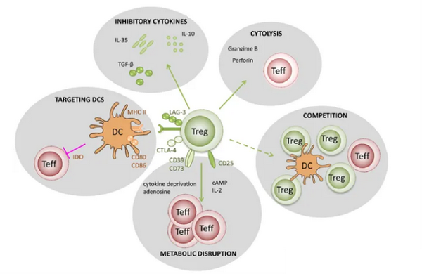 免疫系统的刹车——Treg细胞 - 知乎