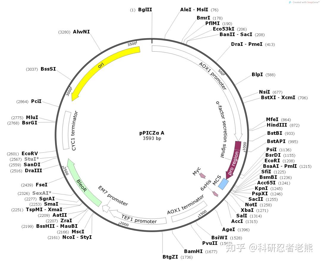 总概篇：真核表达系统（第一弹）——酵母表达系统 - 知乎