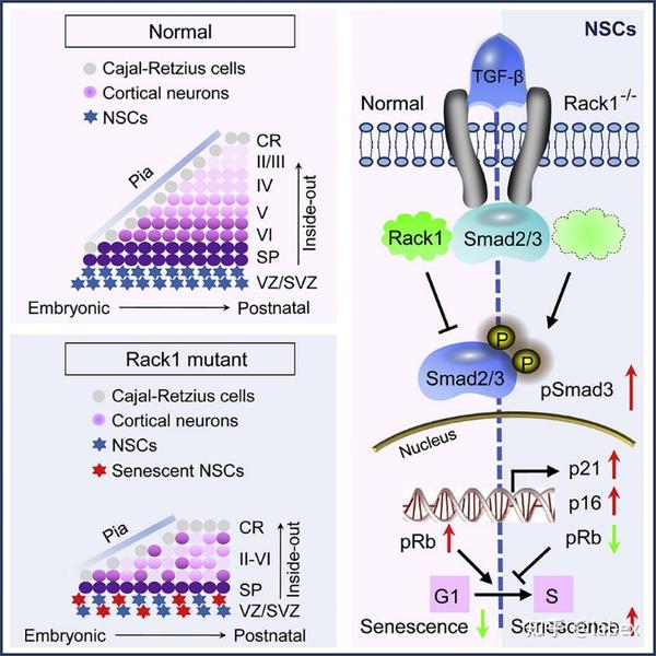 中枢神经系统衰老的十种研究思路 - 知乎