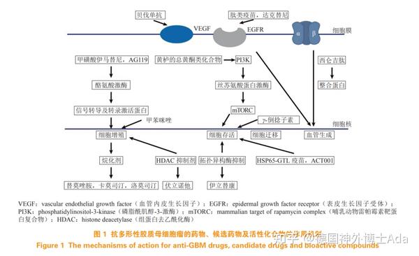 GBM胶质母细胞瘤药物治疗：药理作用、作用机制、临床试验和不良反应进展 - 知乎