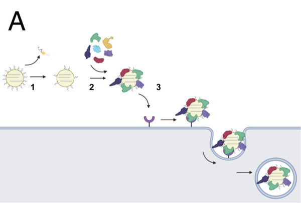 PNAS | On the mechanism of tissue-specific mRNA delivery by selective ...