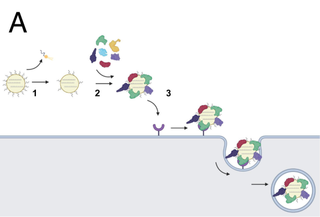 PNAS | On the mechanism of tissue-specific mRNA delivery by selective ...