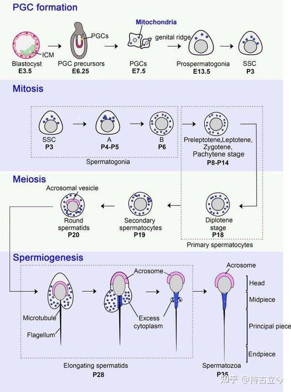 精原干细胞（spermatogonia stem cells, SSCs）的分离与培养-技术 - 知乎