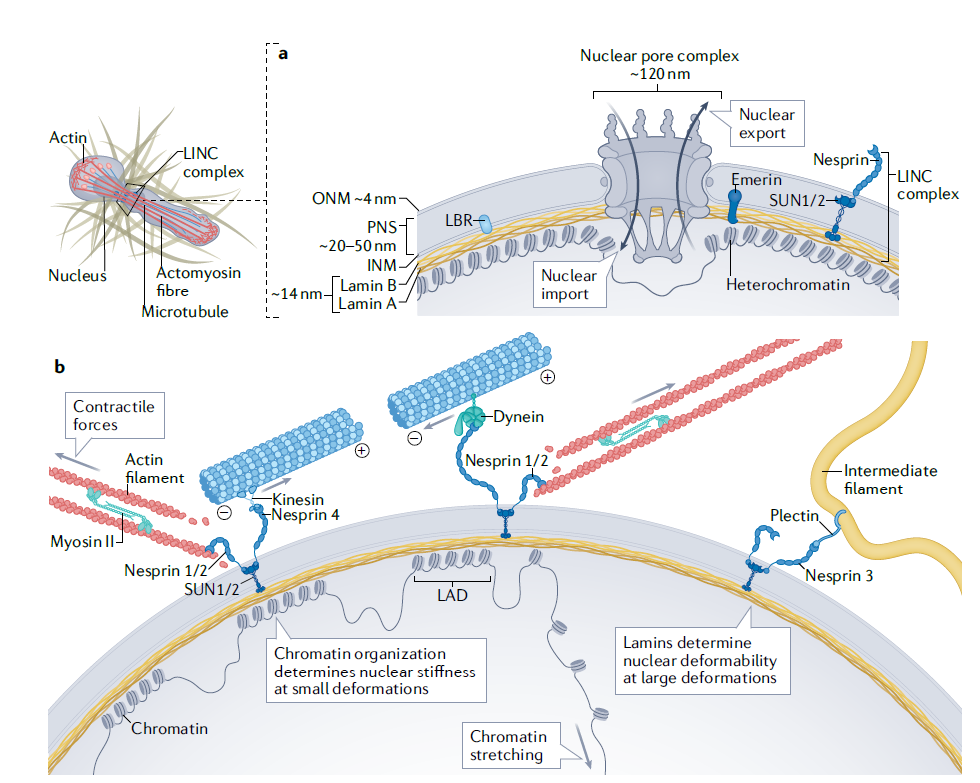 Nat Rev | 细胞核变形的力学与功能 - 知乎