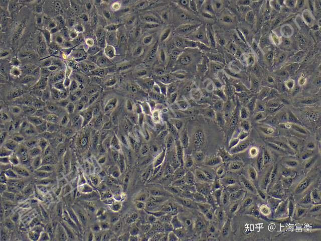 上海富衡 | 人肺癌细胞 A549细胞 - 知乎