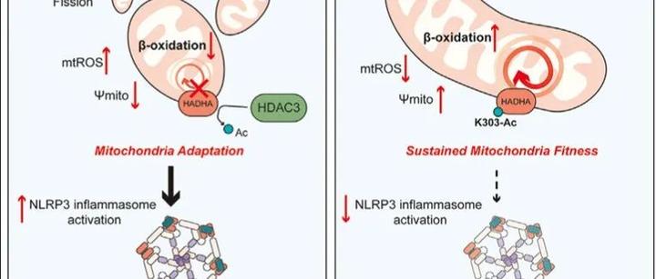 Molecular Cell丨组蛋白脱乙酰酶 3 与线粒体结合，通过调节脂肪酸氧化来驱动 IL-1β 依赖性炎症 - 知乎