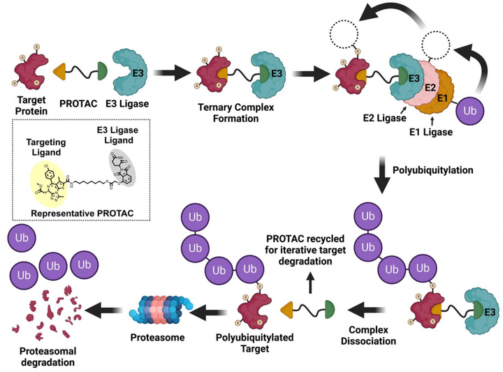 PROTAC—解锁蛋白降解的无限可能！ - 知乎