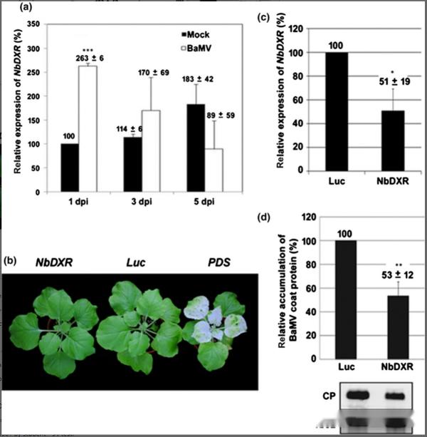 【New Phytol】来自质体MEP途径的赤霉酸参与BaMV的积累 - 知乎