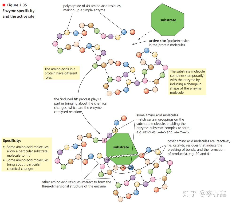 Topic 2.5 Enzymes 酶 - 知乎