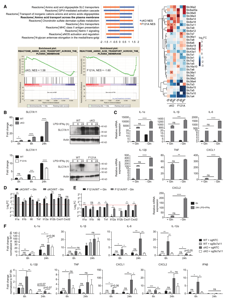 Cell Reports丨巨噬细胞自噬通过代谢改变调控炎症反应 - 知乎