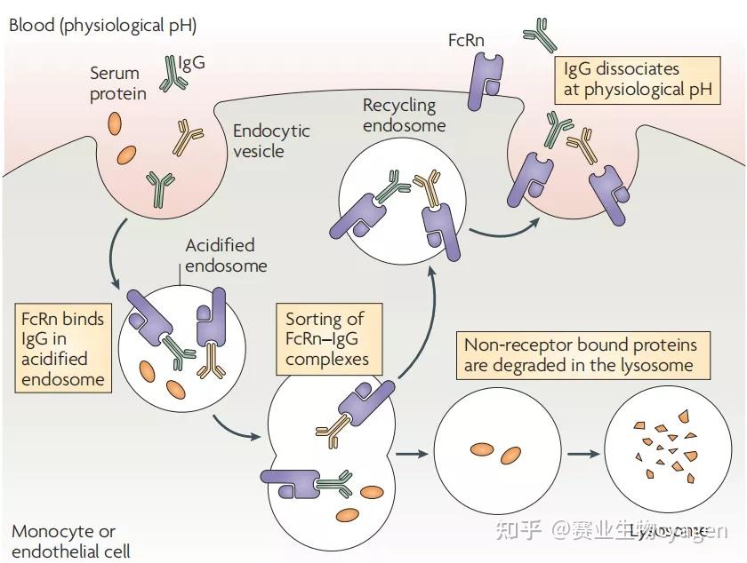 免疫研究热门基因之Fcgrt - 知乎