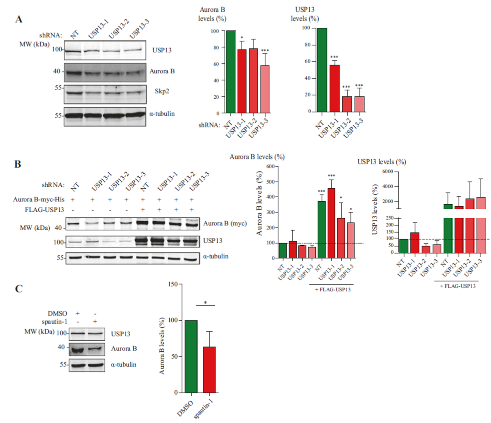USP13控制Aurora B的稳定性影响整个细胞周期的进程 - 知乎