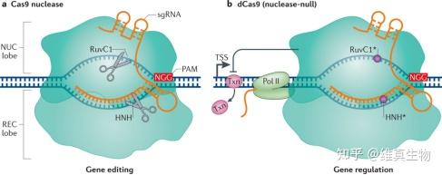 CRISPR-SAM技术具体指什么？ - 知乎
