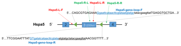 案例分享：Hspa5基因组织特异性敲除小鼠(Loxp)构建技术报告 - 知乎