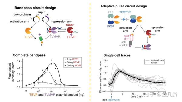 《Science》同期发表两篇合成生物学重磅文章，著名学者Uri Alon同期发表评述 - 知乎