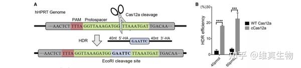 Molecular Cell｜北大刘涛教授课题组开发cCas12a平台，大大提高Cas12a系统基因编辑效率！ - 知乎