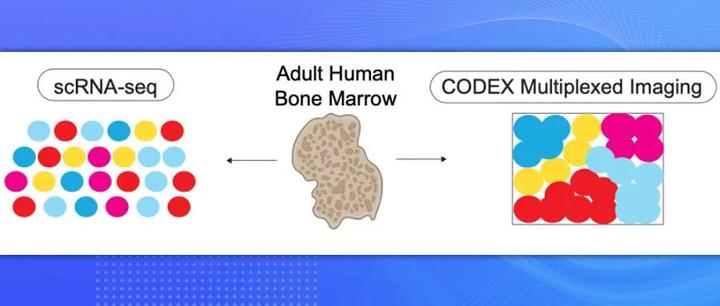 Cell：如何升华你的单细胞数据——PhenoCycler-Fusion空间单细胞蛋白组学（简称PCF,原CODEX）联合scRNA-seq解析骨髓微环境 - 知乎