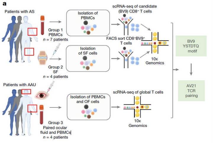 【Nature】10x Genomics单细胞免疫组揭示HLA-B*27相关的自身免疫疾病的发病机制 - 知乎