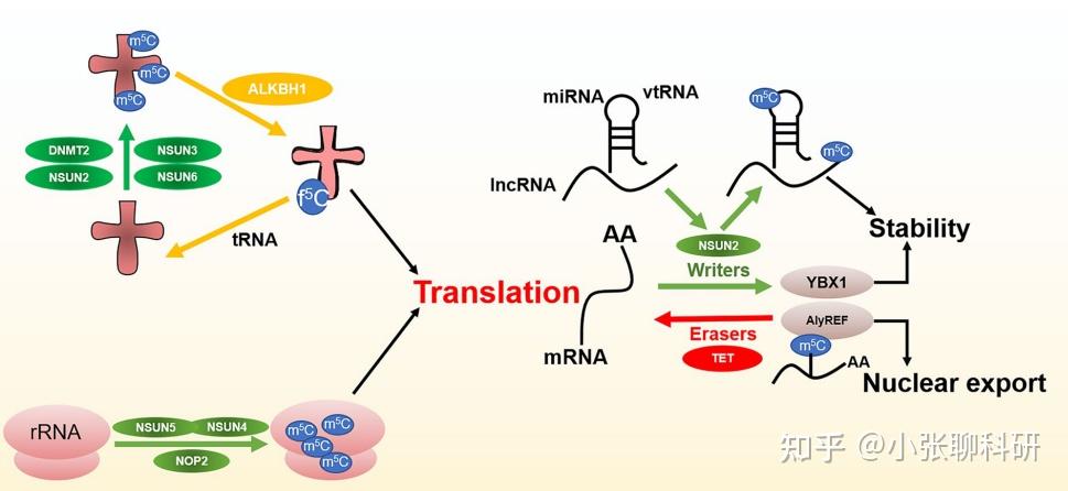 热点综述 | m5C修饰——接替m6A的后起之秀？ - 知乎