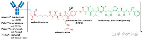 抗体偶联药物ADC通用名称命名-3 Roche - 知乎