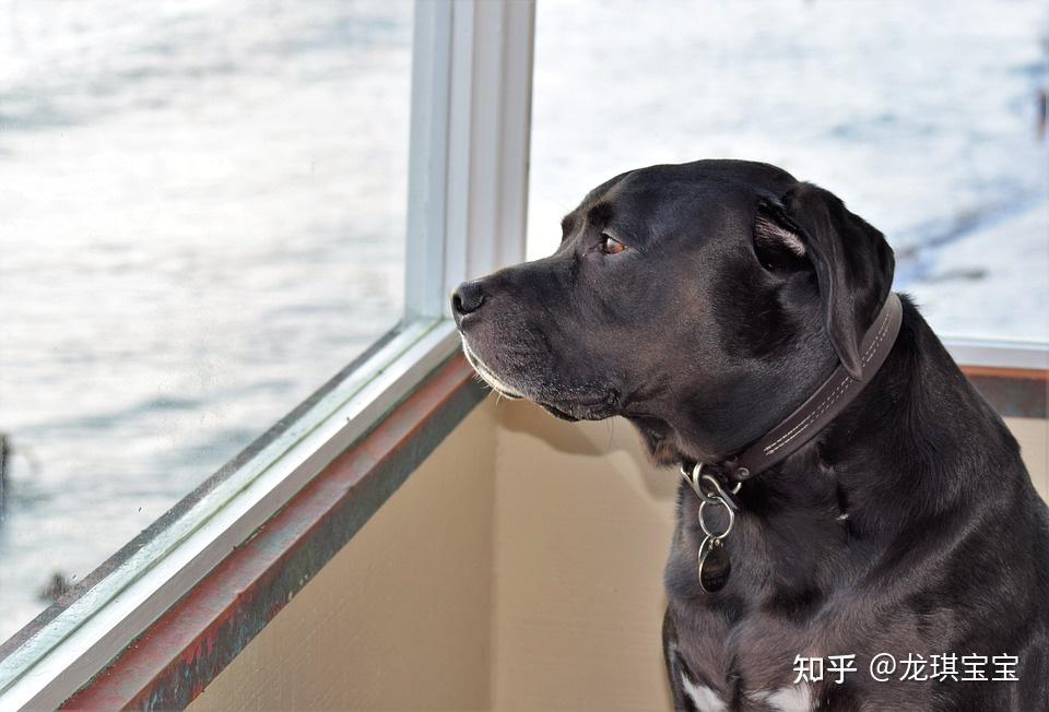 go狗粮：大部分的狗狗都很忠诚，是真的有感情，还是天性原因呢？ - 知乎