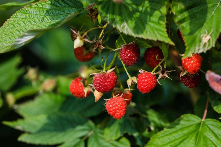 树莓：在农村少有人吃，在城里比较难买到，殊不知阳台上就能种植 - 知乎