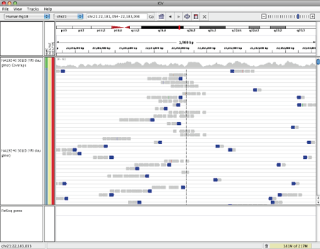 基因组浏览器IGV的安装和图形解读 - 知乎