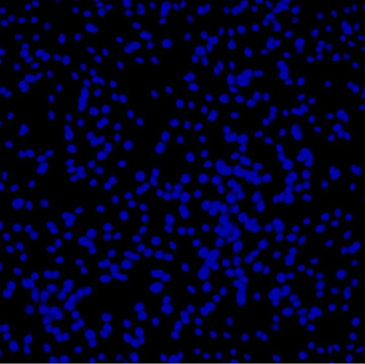 DAPI染液即用型 - 知乎