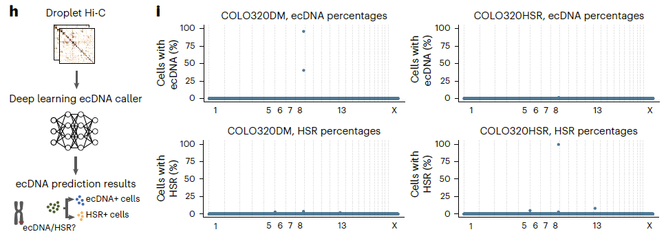 ecDNA与HSR信号可以被Droplet-HiC技术区分检测 - 知乎