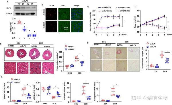 糖尿病心肌病治疗新靶点！KLF9抑制PPARγ/NRF2通路加重糖尿病心肌病变 - 知乎