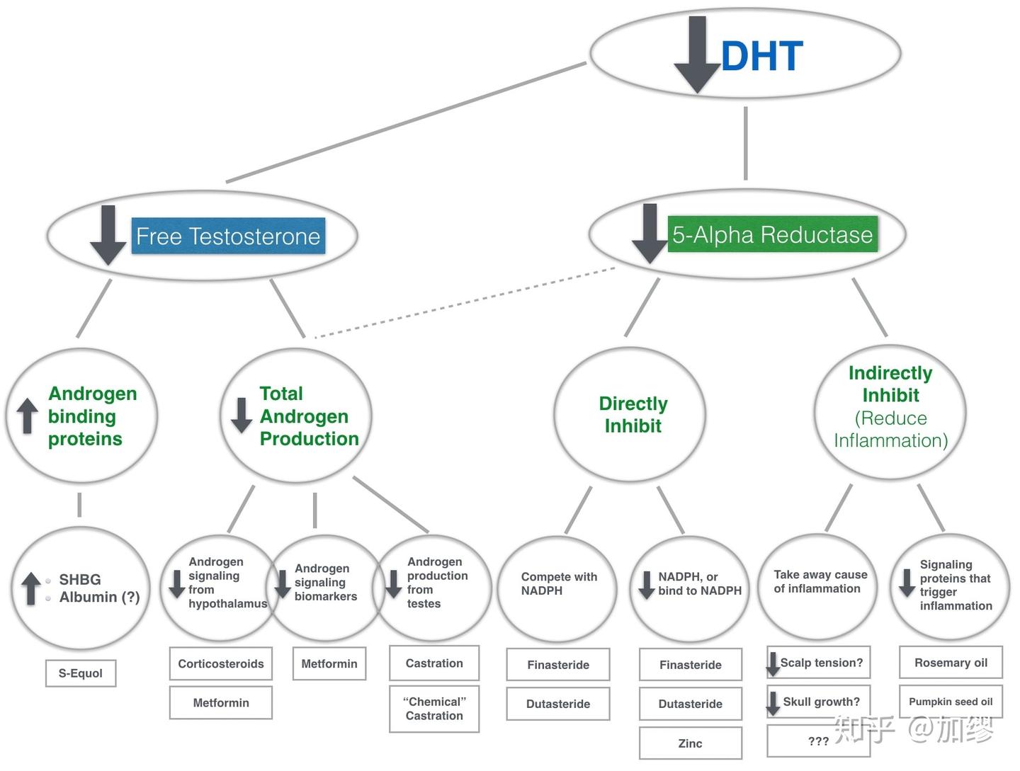 抗击DHT方案之二：通过抑制5-α还原酶攻击DHT - 知乎