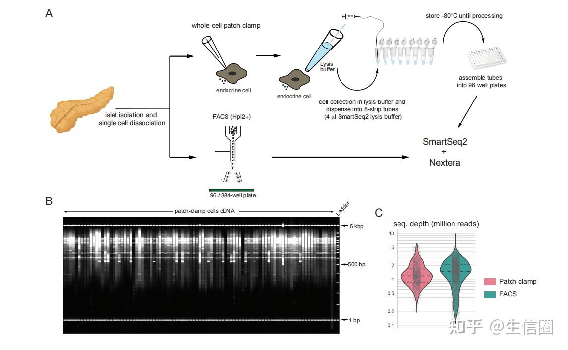 Patch-seq：将单细胞电生理表型与转录组结合 - 知乎
