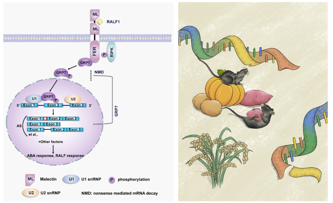 连发高水平论文，湖南大学于峰课题组掀起“女神”FERONIA工作机制“面纱” - 知乎