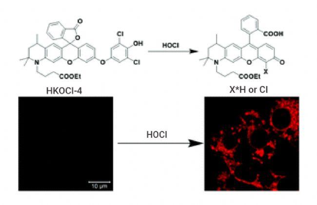 干货分享 | 活性氧 ROS 检测攻略大全！| MedChemExpress (MCE) - 知乎