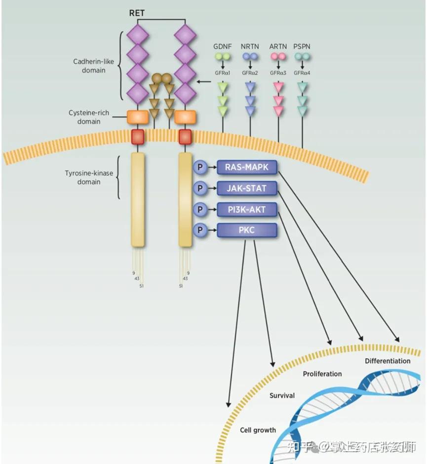 甲状腺癌与RET基因关系：RET信号转导通路、RET重排与PTC、RET基因突变与MTC、RET基因突变位点危险度分层 - 知乎