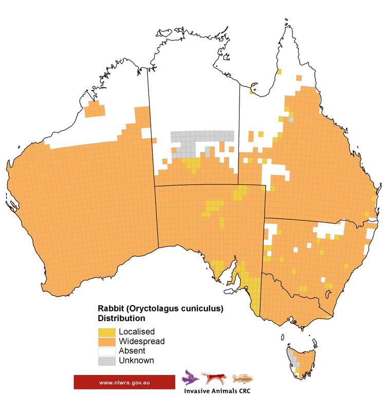 澳大利亚为什么会野兔成灾？ - 知乎