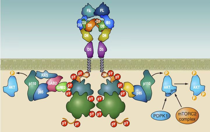 杰论系列 | FLT3基因突变与AML治疗 - 知乎