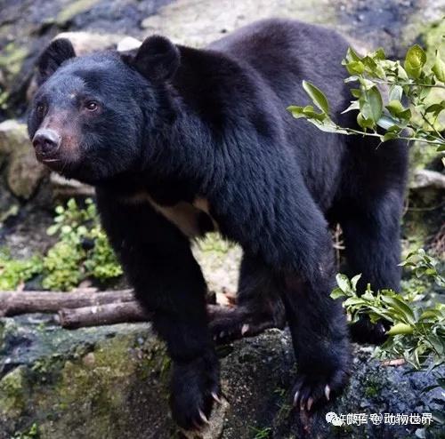 动物世界-亚洲黑熊 - 知乎