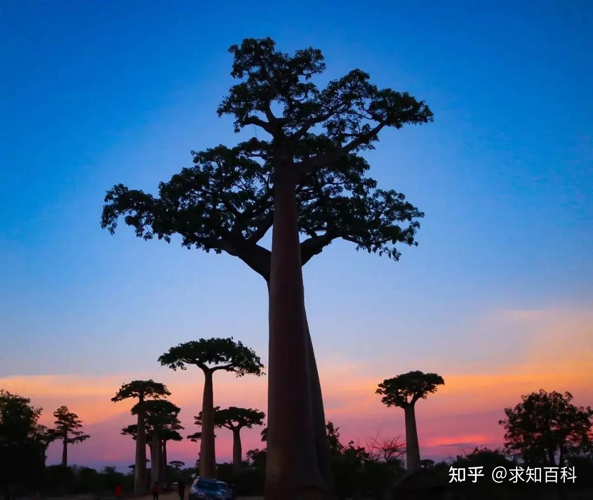 能吃能喝又能住，寿命长达5000年的猴面包树，引进中国却大变样 - 知乎