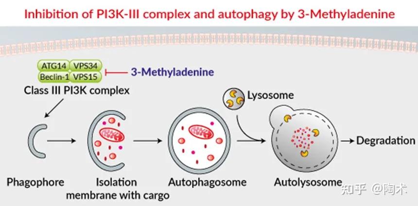 PI3K 抑制剂——3-甲基腺嘌呤 【TargetMol】 - 知乎