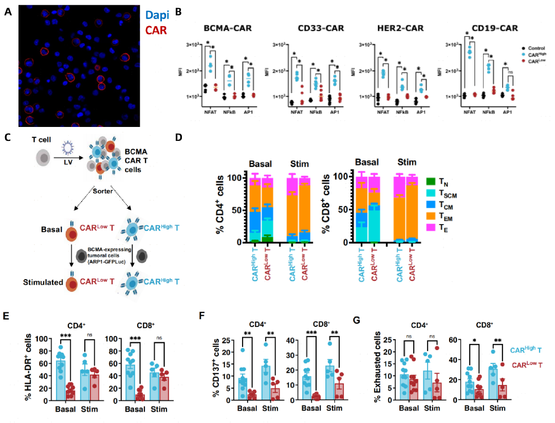 单细胞测序揭秘CAR密度如何影响CAR-T细胞抗肿瘤效果 - 知乎